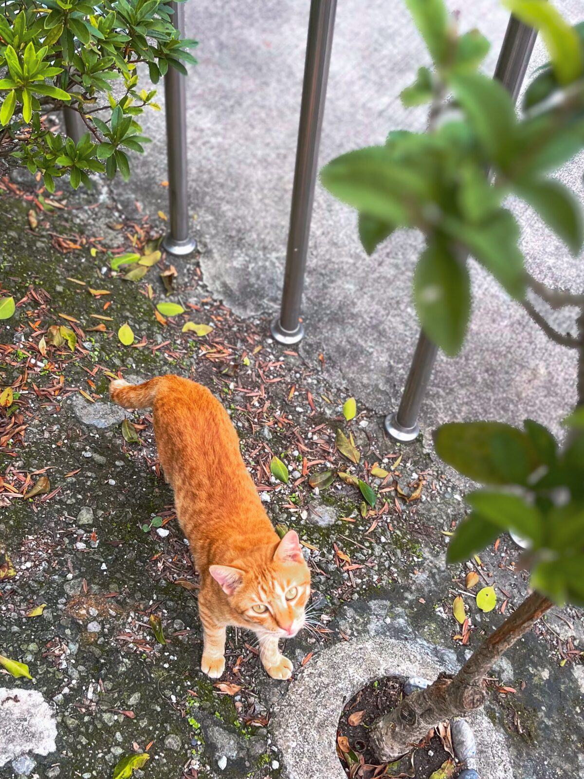 Houtong Cat Village Guide (how to go from Taipei, hours, map, cafes)