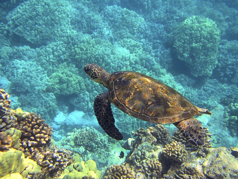 The Hawaiian Honu – Symbol of Wisdom, Good Luck & Resilience