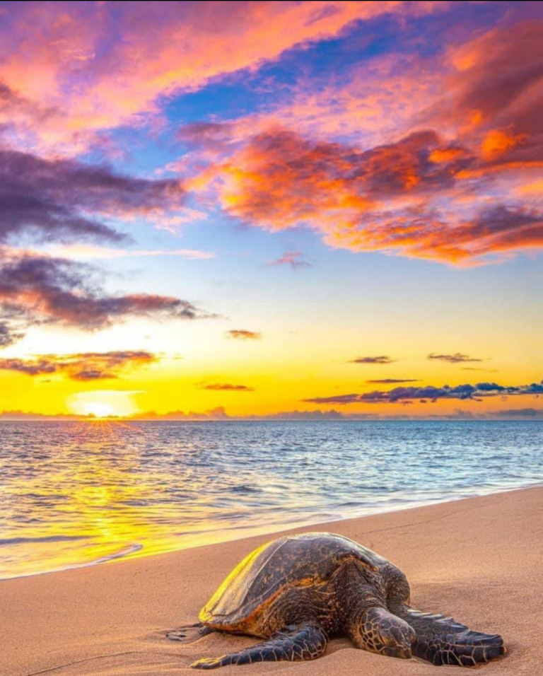 The Hawaiian Honu – Symbol of Wisdom, Good Luck & Resilience