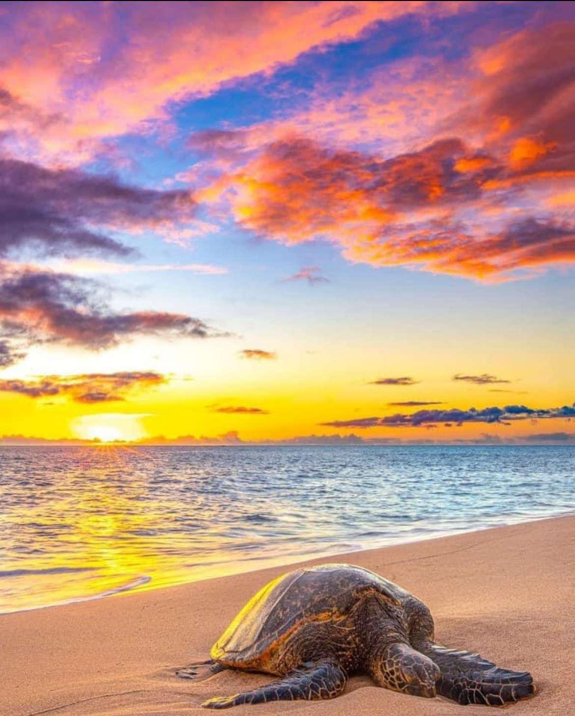 The Hawaiian Honu – Symbol of Wisdom, Good Luck & Resilience