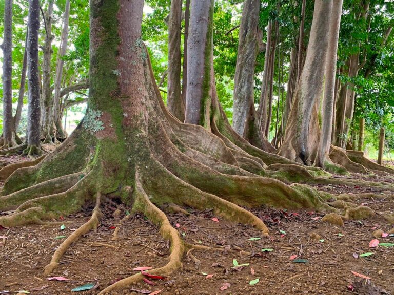 Rudraksha Forest Kauai (Read This Before Visiting)