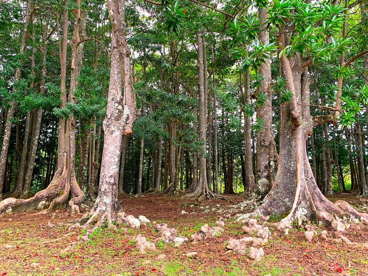 Sacred Rudraksha Forest Photos (See Before You Go)