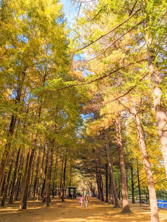 Nami Island Day Trip From Seoul - Best 2026 Detailed Guide