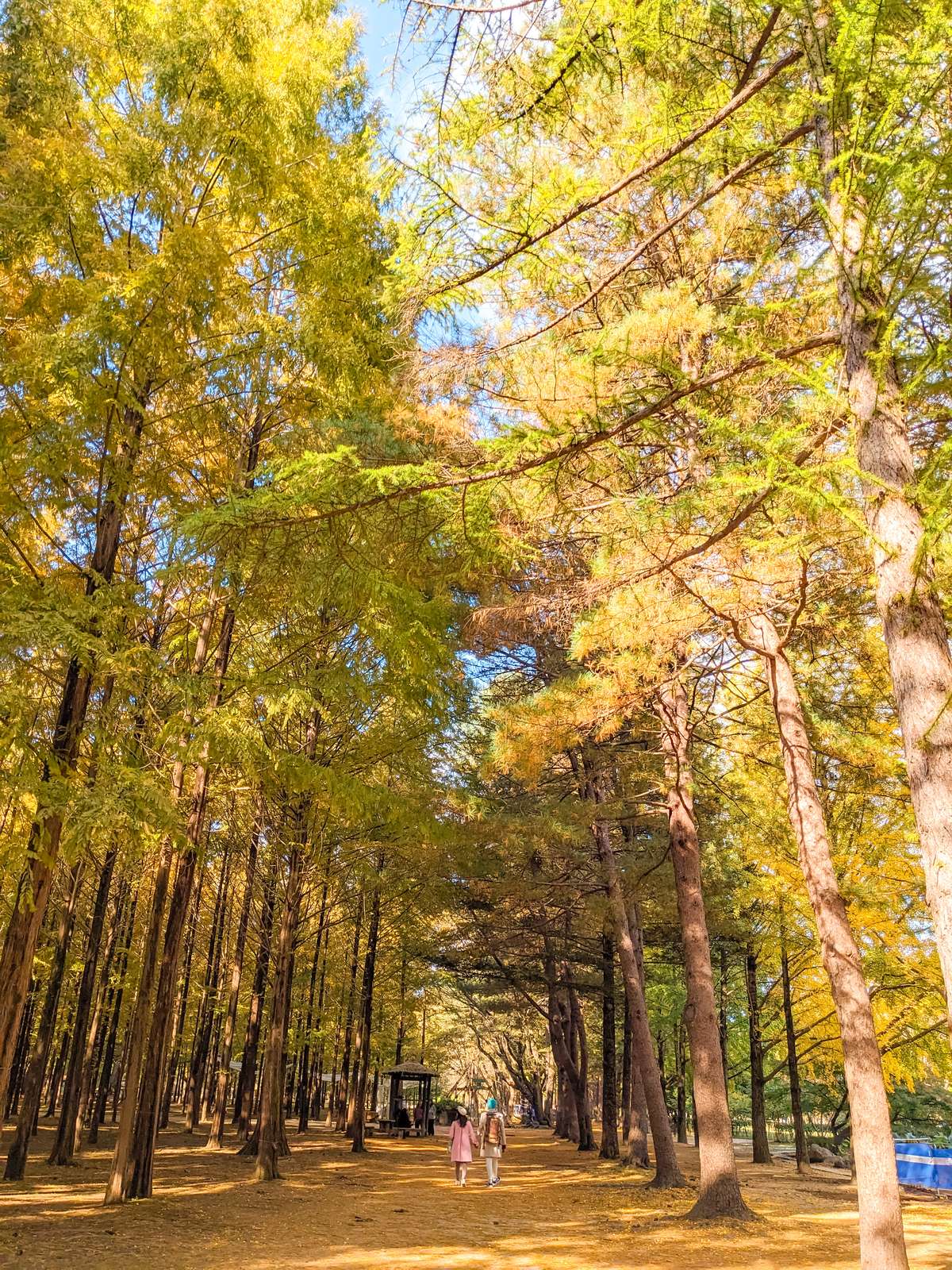 Nami Island Day Trip From Seoul - Best 2026 Detailed Guide