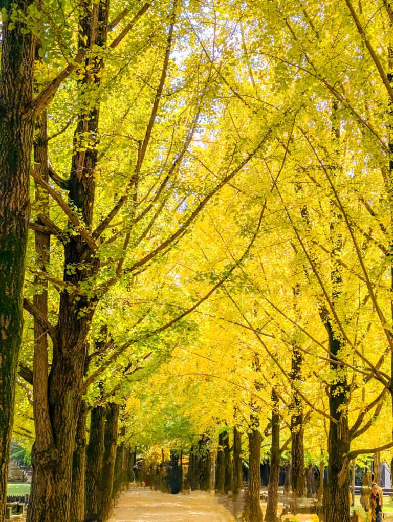 Nami Island Day Trip From Seoul - Best 2025 Detailed Guide - Namaste to ...