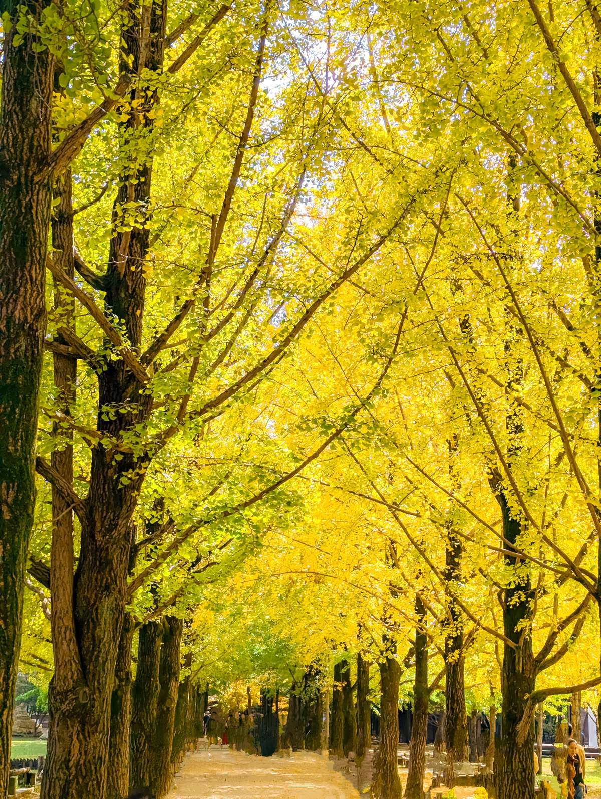 Nami Island Day Trip From Seoul - Best 2025 Detailed Guide - Namaste to ...
